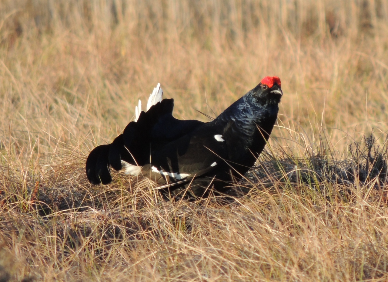 orre – Godisgris.se